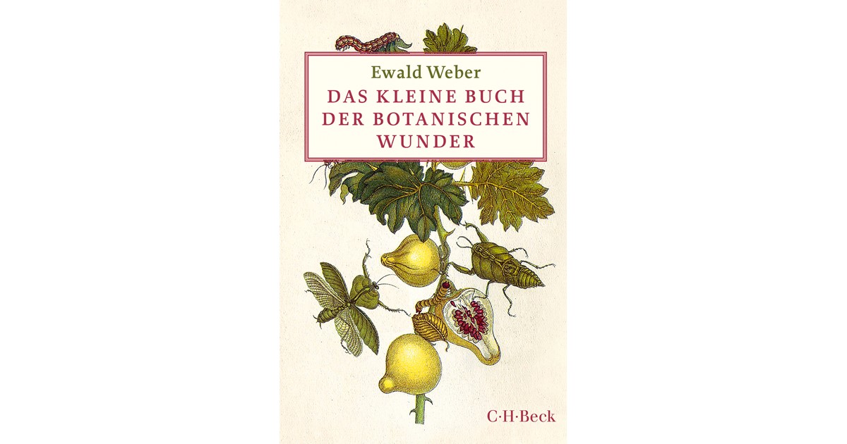 Das kleine Buch der botanischen Wunder | Weber, Ewald | Hardcover