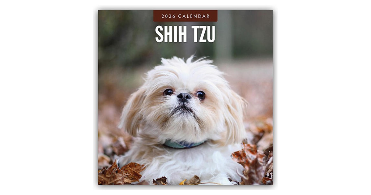 Red Robin | Shih Tzu 2026 Square Wall Calendar | 1. Auflage | 2025 ...
